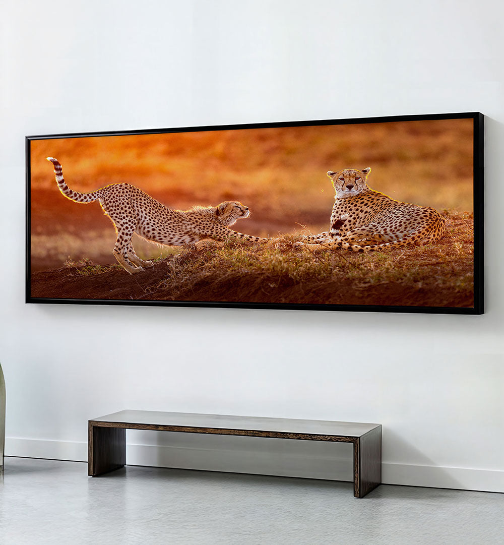 Two Cheetahs Panoramic Wildlife Art Print – Asianmonk