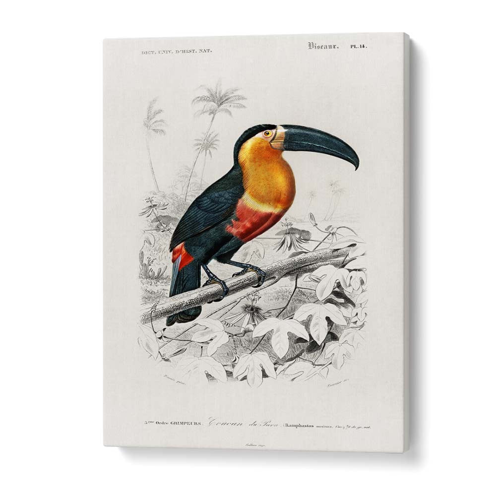 Toucan Animal Paintings - Exotic Wildlife Art Print – Asianmonk